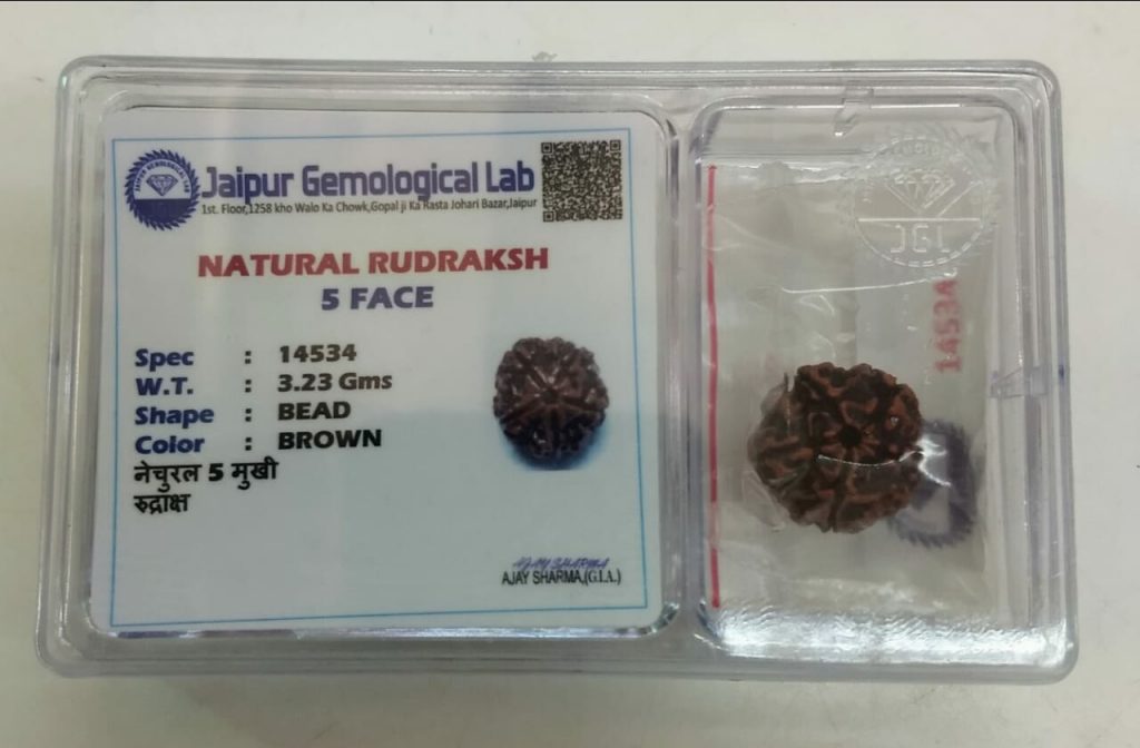 5 face Rudraksha with certificate – Om saravana Bhava Mart